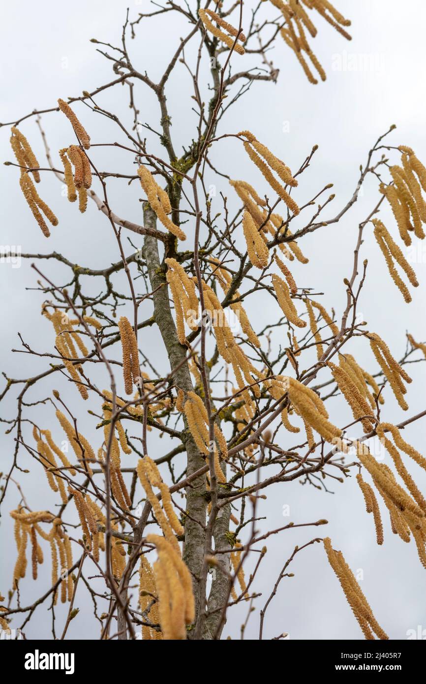 The Corkscrew hazel (Corylus avellana Contorta) male catkins in the ...