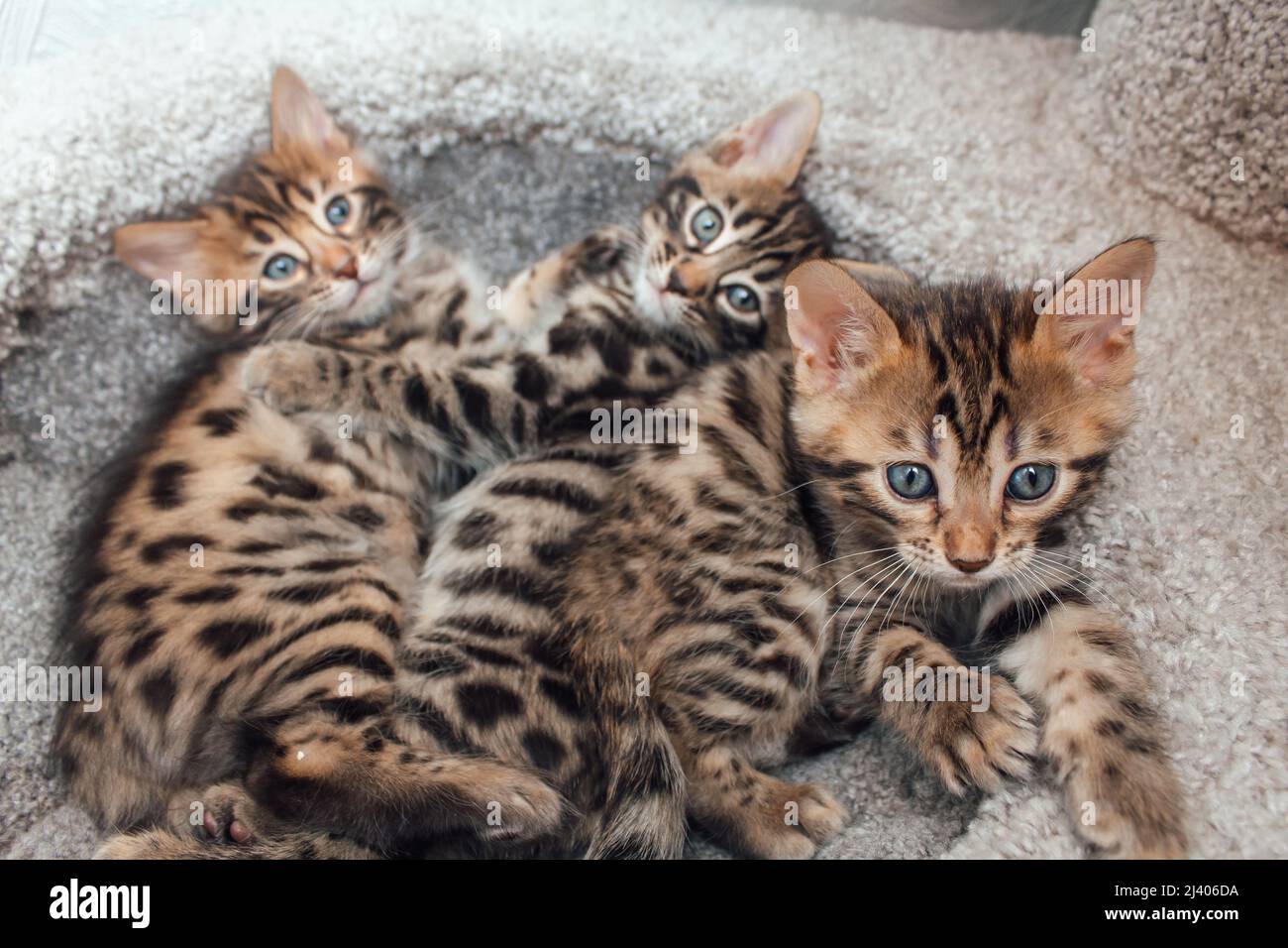 Cute Bengal Kittens