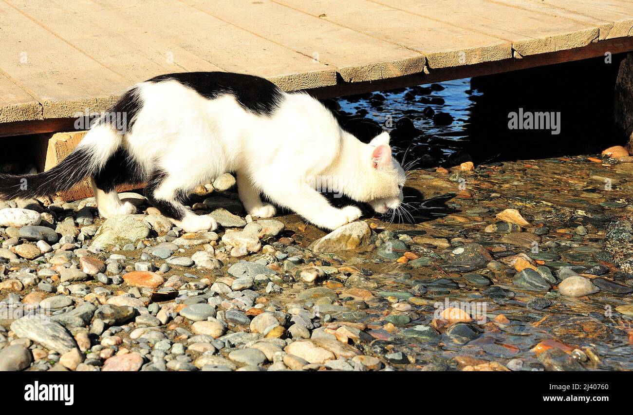 A large black and white cat drinks water from the river near a wooden ...