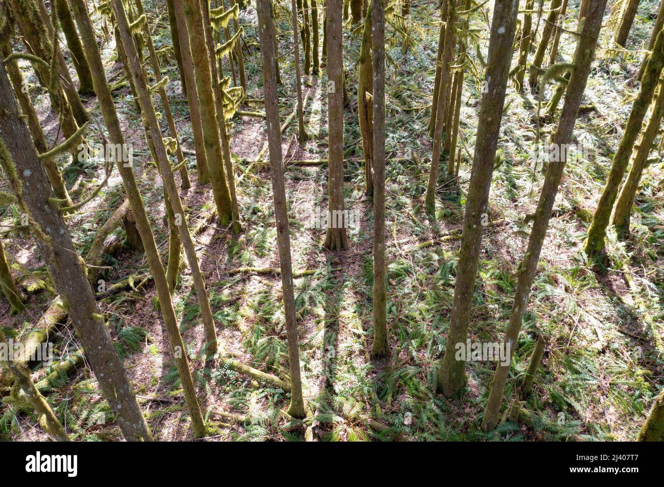 Sunlight shines into an old-growth rainforest growing near Mount Hood ...
