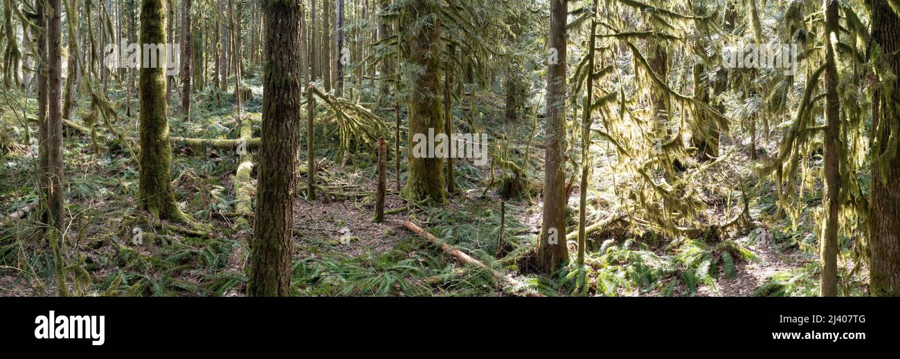 Sunlight shines into an old-growth rainforest growing near Mount Hood ...