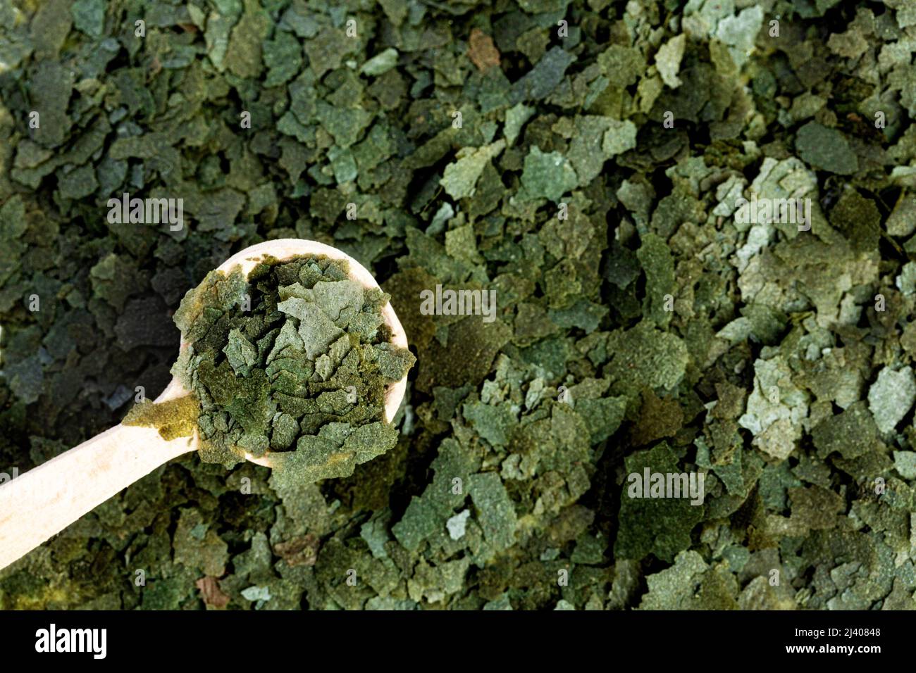 Dry green on a wooden spoon compound fish feed flakes. Top view Stock ...