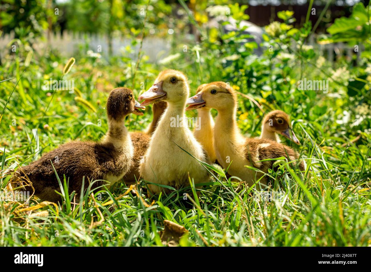 Little young ducklings are walking on green grass. Domestic animals ...