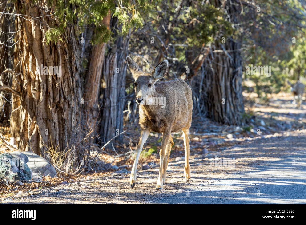 Young deer walking along the road in Crestone, Colorado Stock Photo - Alamy