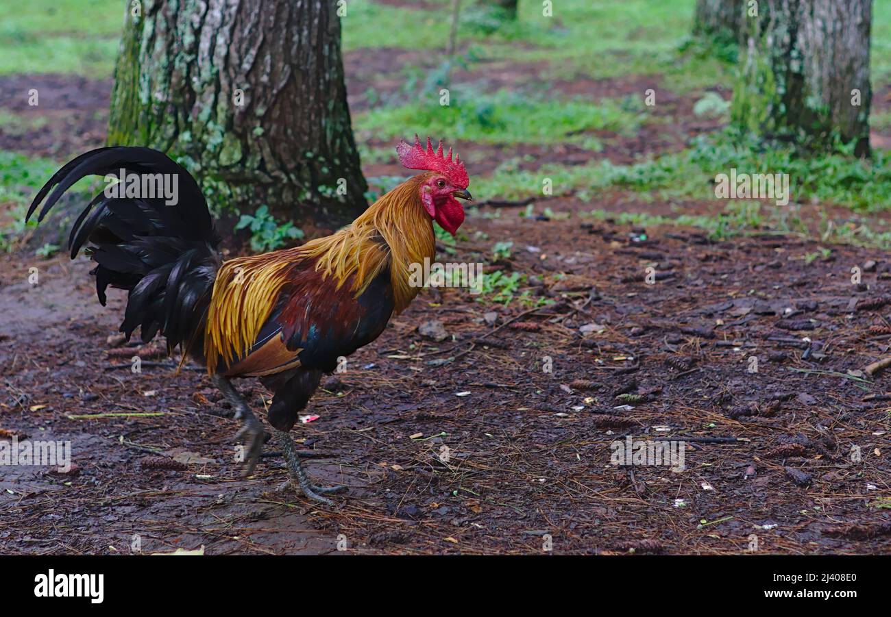 Rooster with red wattle walking on soil ground with part of trees as ...