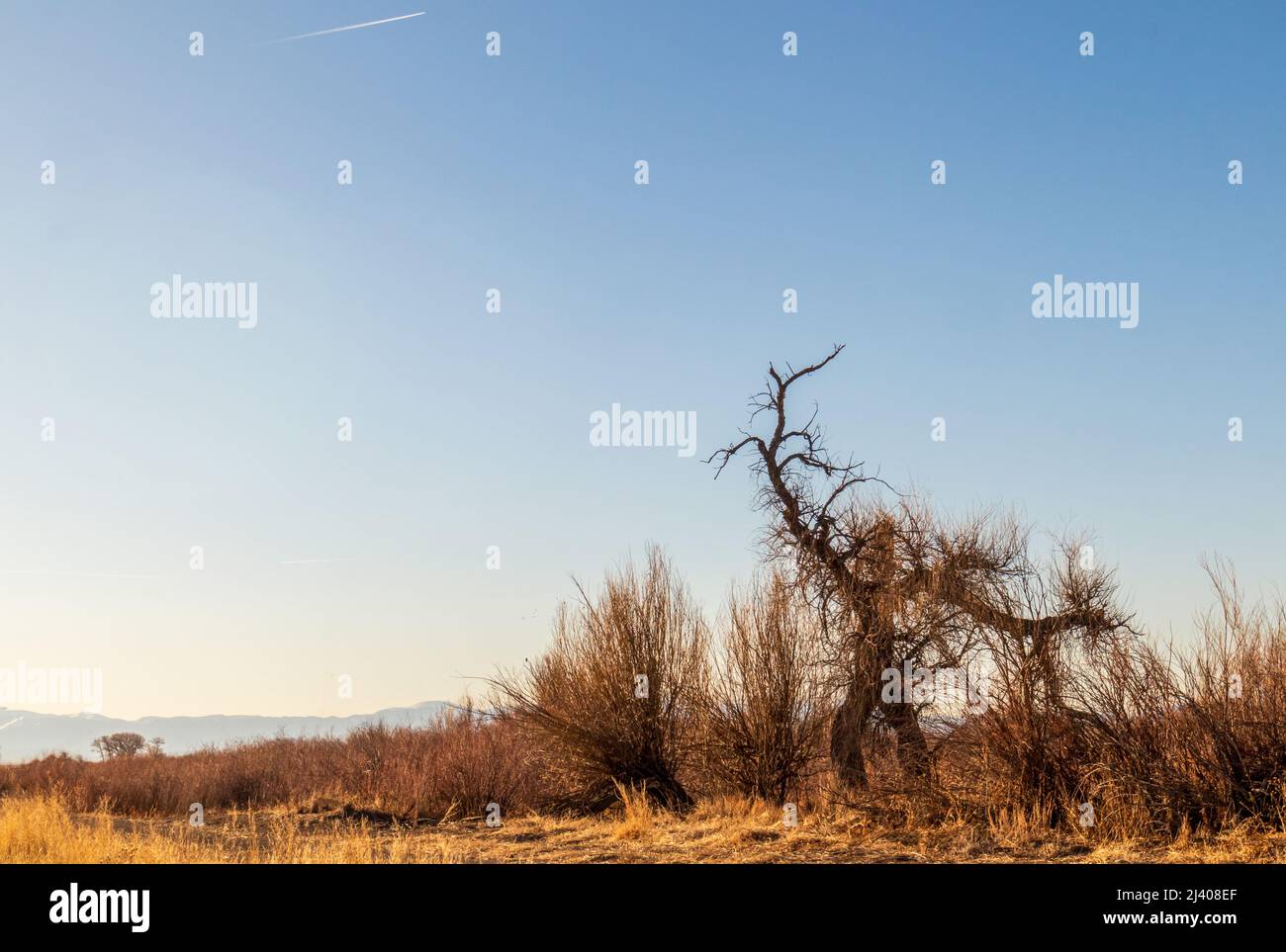 Early Spring in Alamosa National Wildlife Refuge, Southern Colorado ...