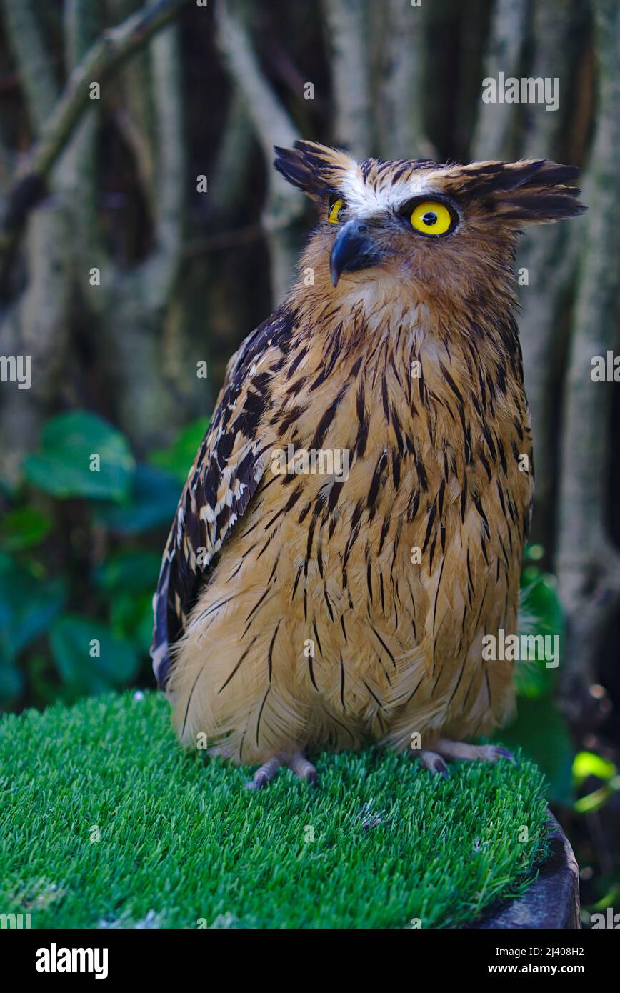 Owl in brown and black color standing on green grass looking at left ...