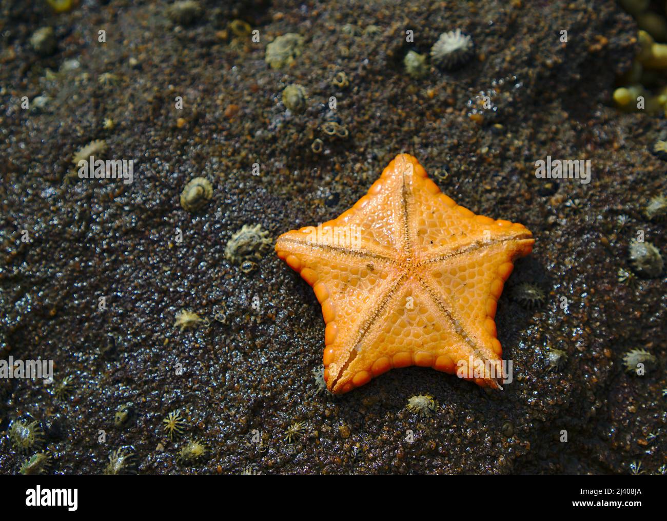 Close up of starfish hi-res stock photography and images - Alamy