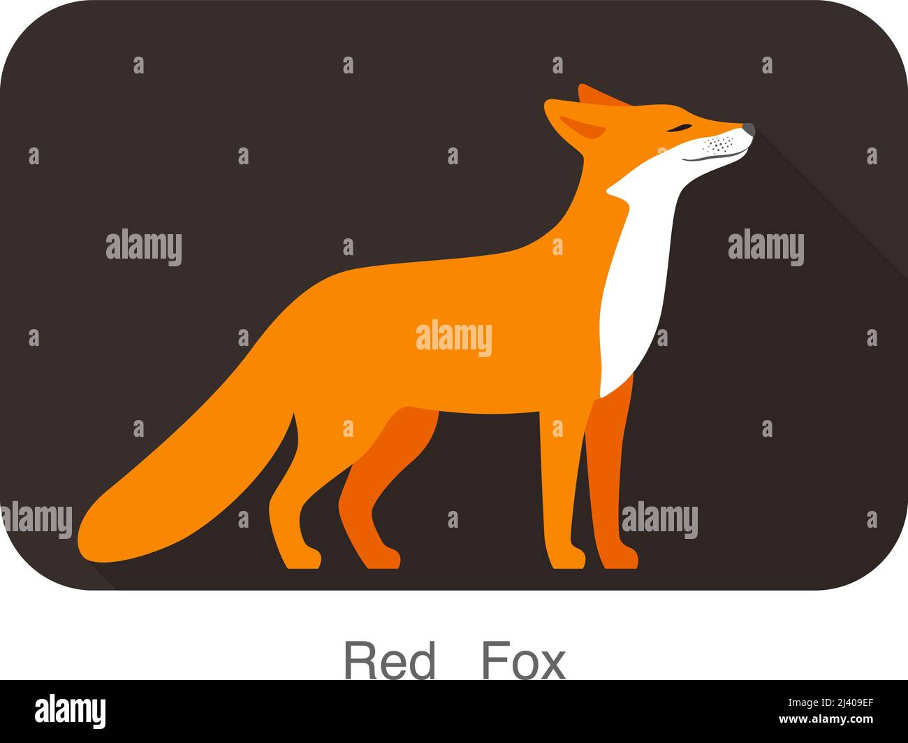 Red fox walking, smell the air Stock Vector Image & Art - Alamy