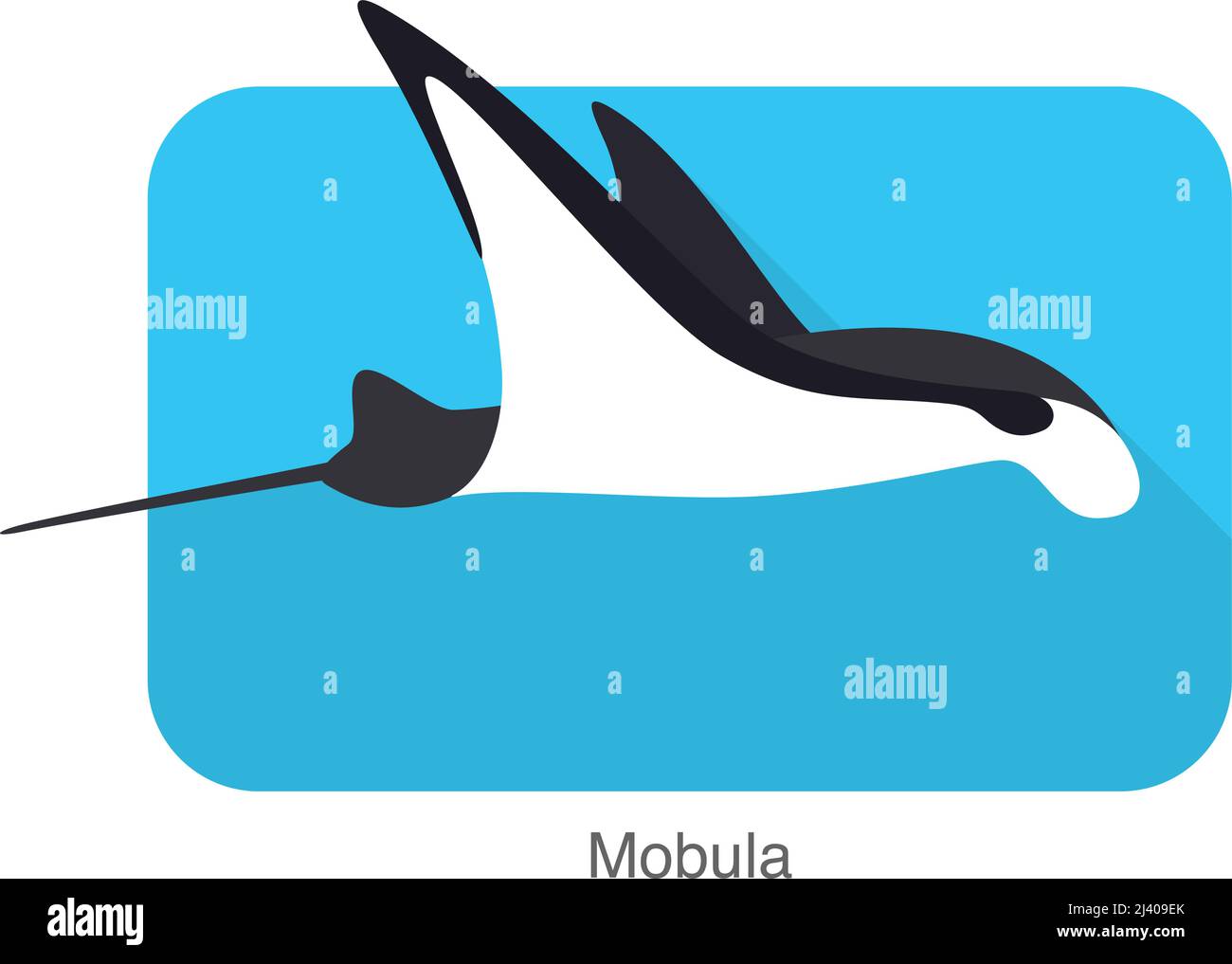 Mobula swimming in the sea, vector Stock Vector Image & Art - Alamy