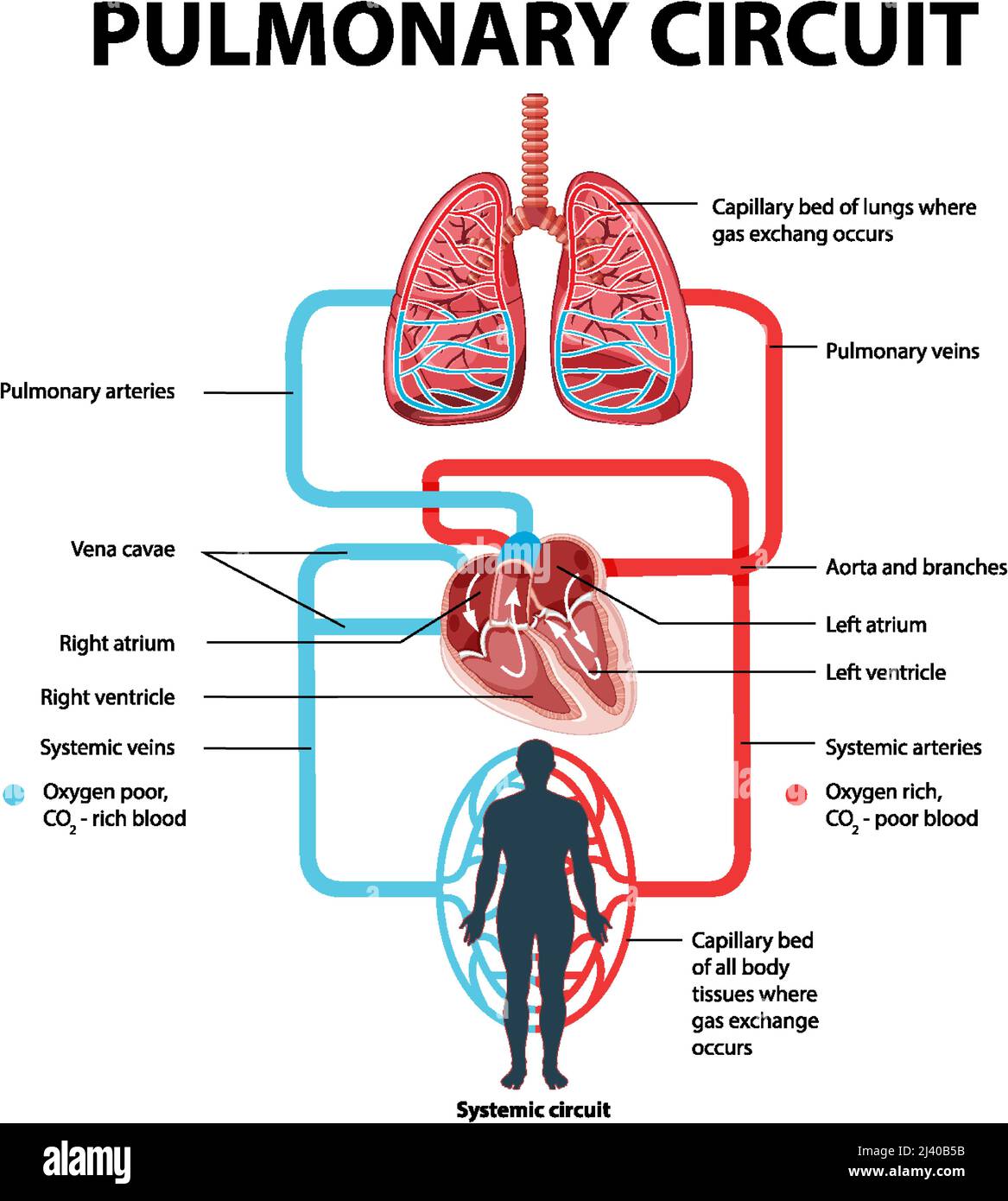Diagram showing pulmonary circuit illustration Stock Vector Image & Art ...