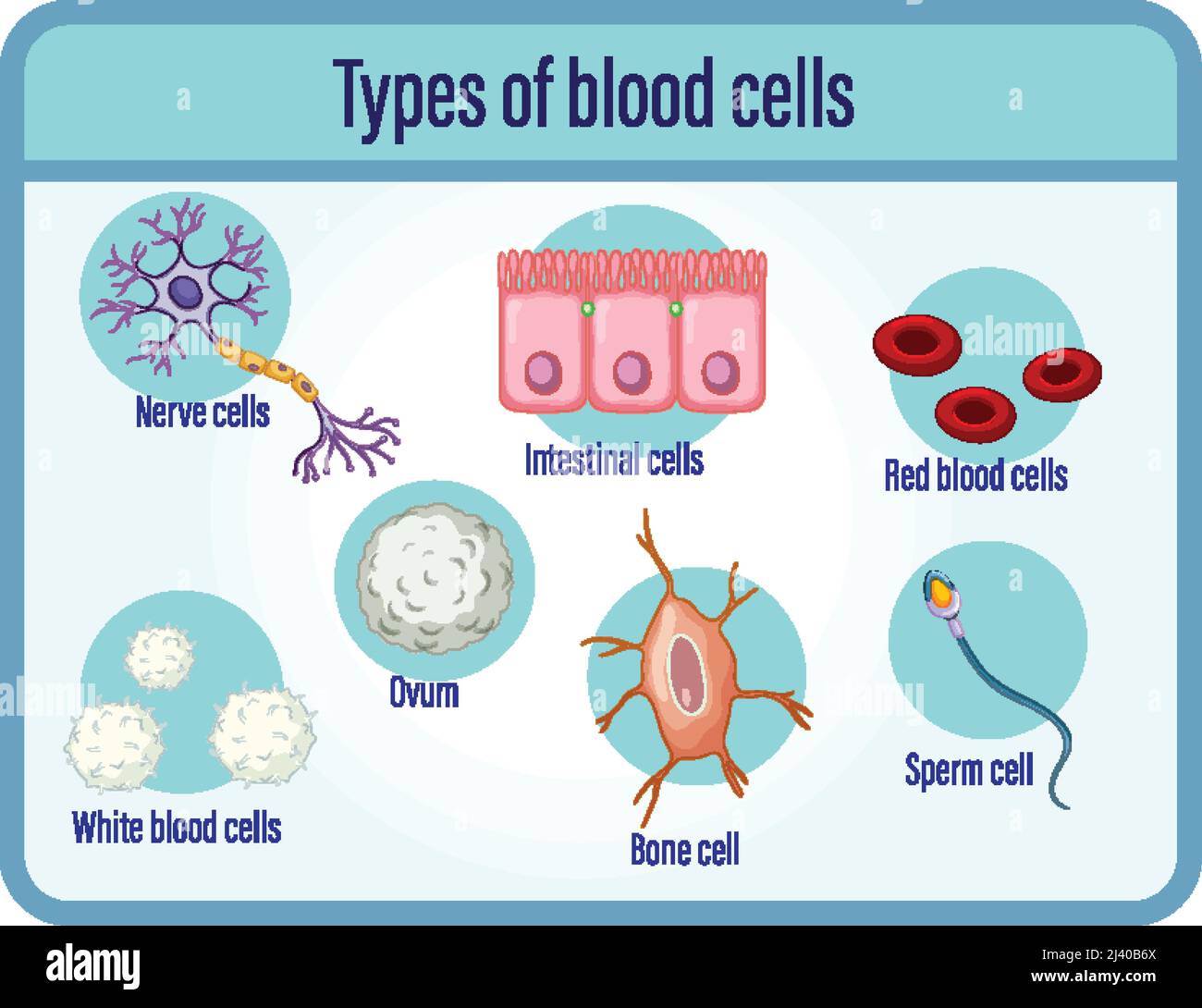Type of blood cells illustration Stock Vector Image & Art - Alamy
