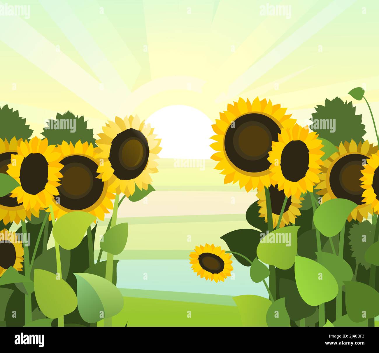 Sunflower grows in the field. Harvest agricultural plant. Food is a ...