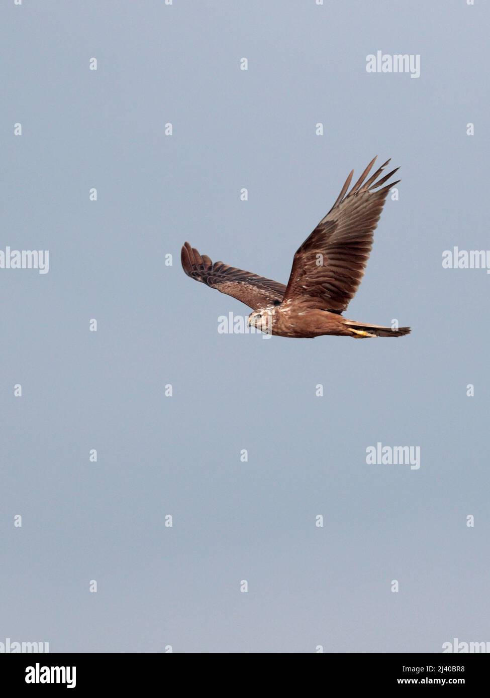 Eastern Marsh Harrier (Circus spilonotus), in flight, Mai Po Nature ...