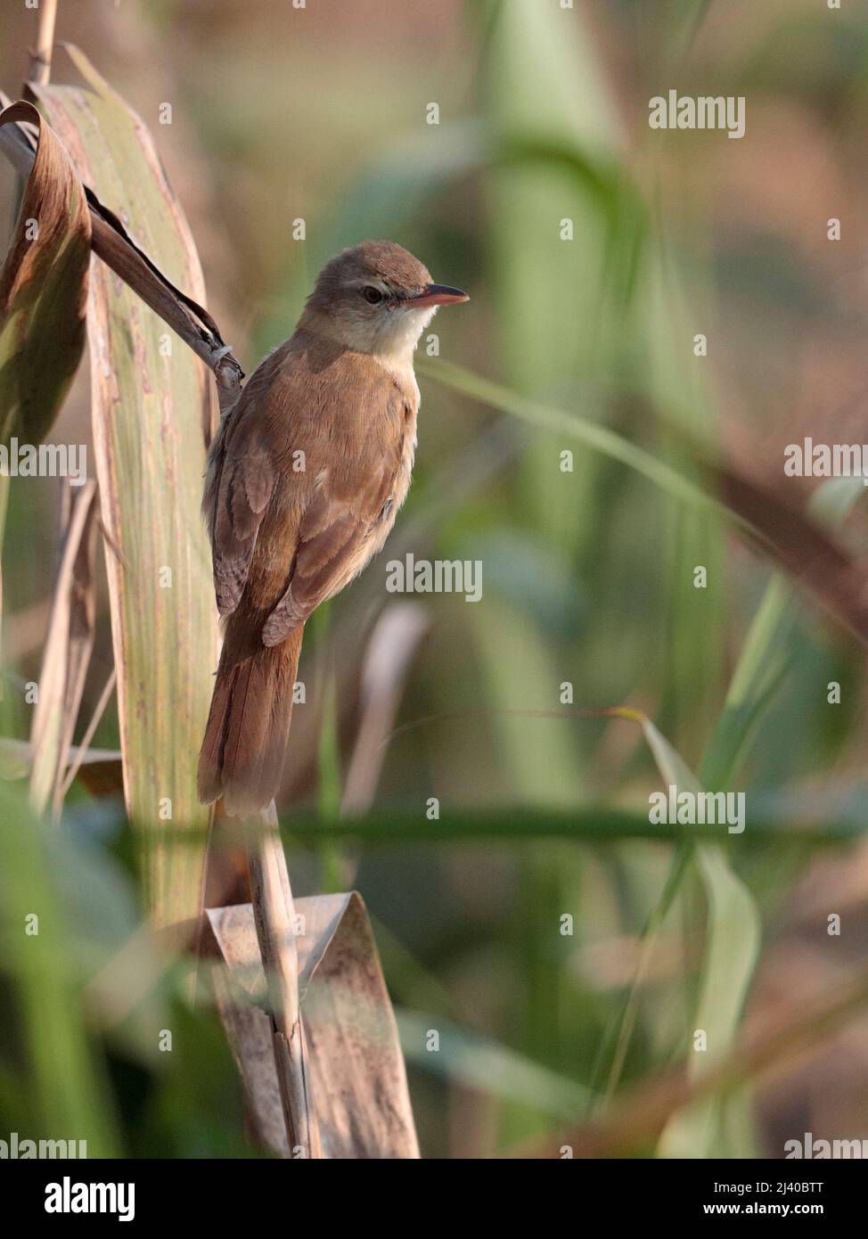 Oriental Reed Warbler (Acrocephalus orientalis), dorsal view of adult ...