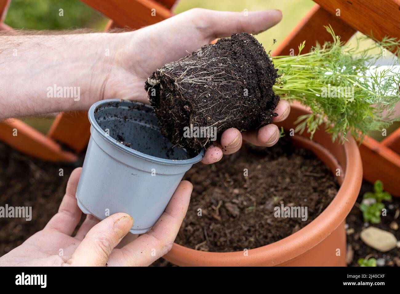 gardening - men planting a dill seedling in the flowerpot in the spring ...