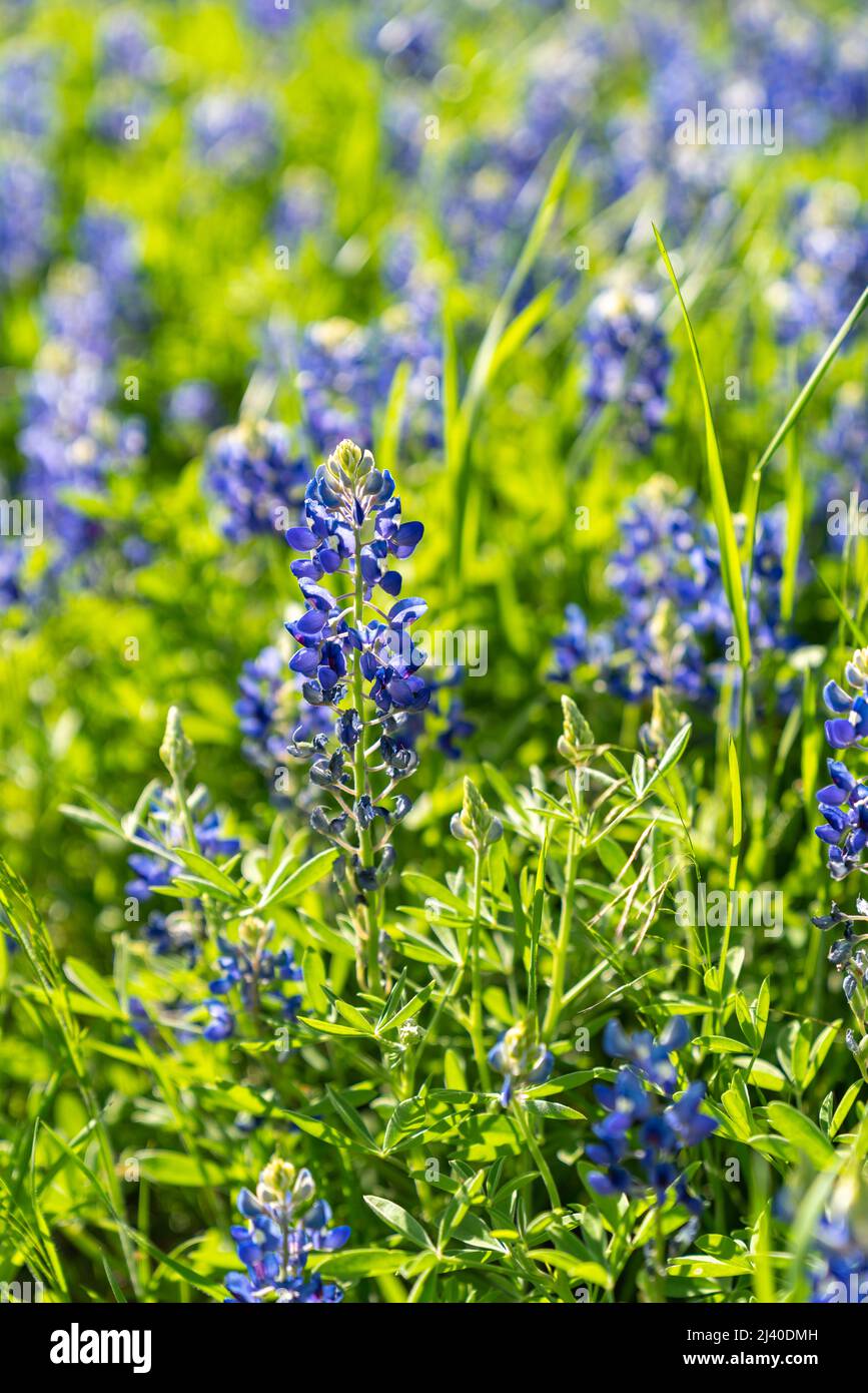 Closeup view of blooming Bluebonnets in North Texas, in the country ...
