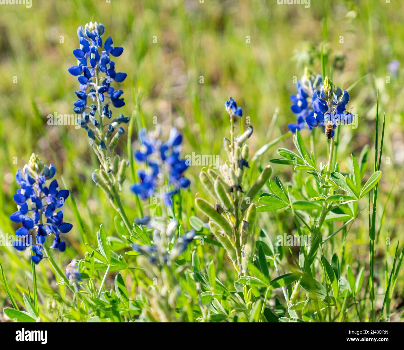 Closeup view of blooming Bluebonnets in North Texas, in the country ...