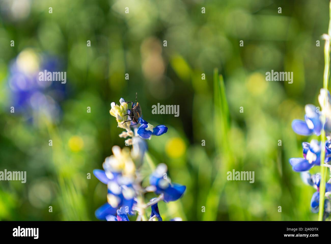 Bluebonnets near Dallas, Texas Stock Photo - Alamy