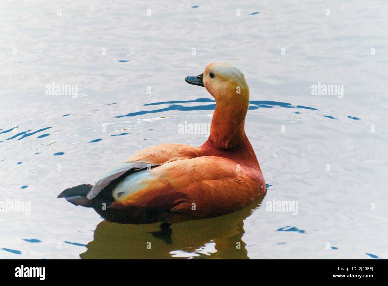 the Roody Shelduck (Red Goose Stock Photo - Alamy