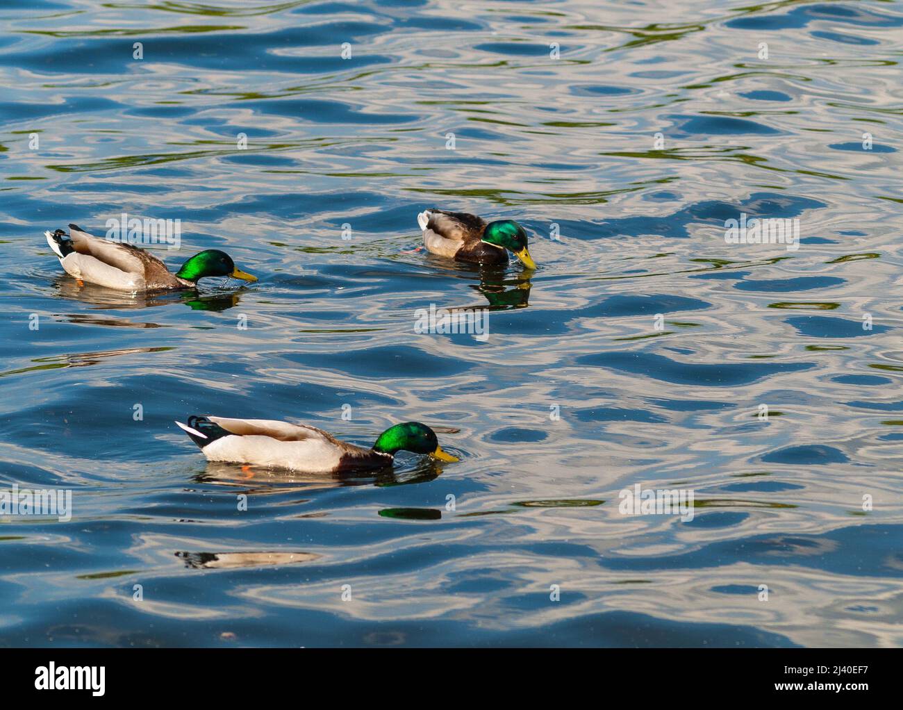 Drake Mallard male ducks in blue water Stock Photo - Alamy