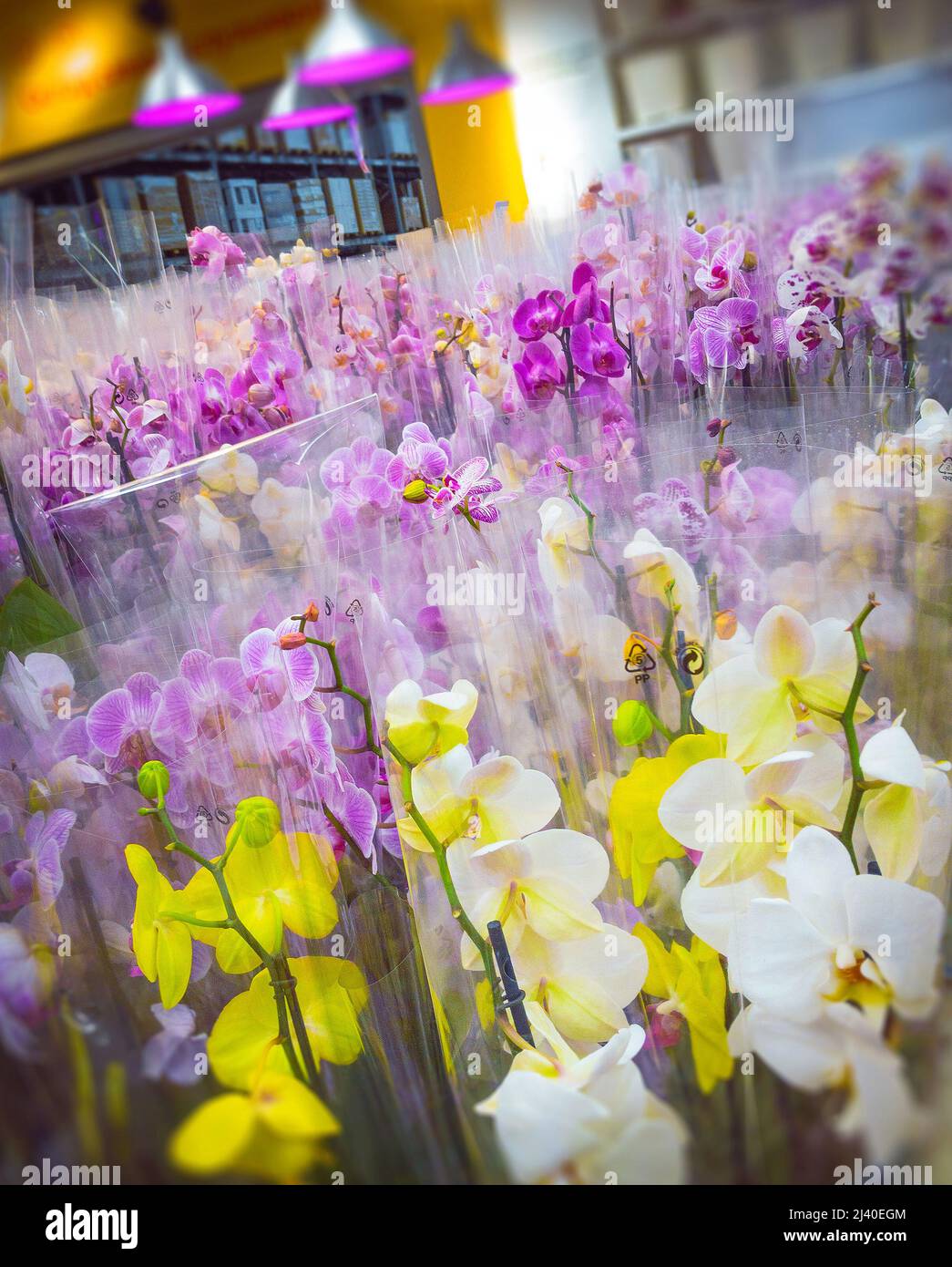 bouquets of orchids in store Stock Photo - Alamy