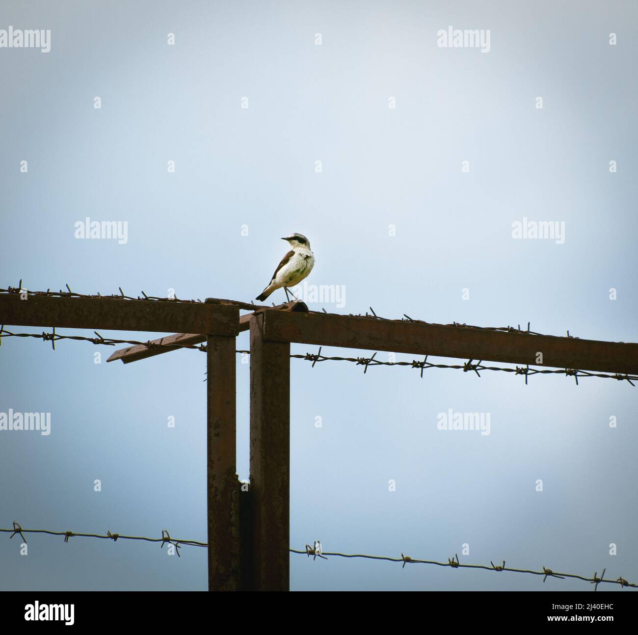 the Northern Wheatear or Common Wheatear (Oenanthe oenanthe) male bird ...