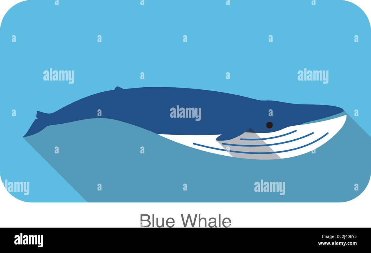 Blue Whale swimming in the sea flat icon design Stock Vector Image ...