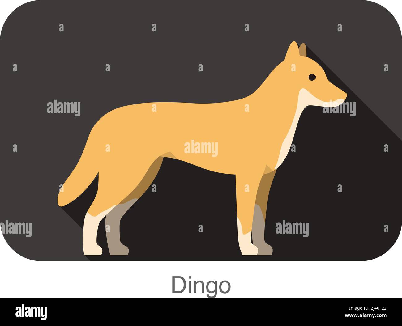 Australian dingo Cut Out Stock Images & Pictures - Alamy