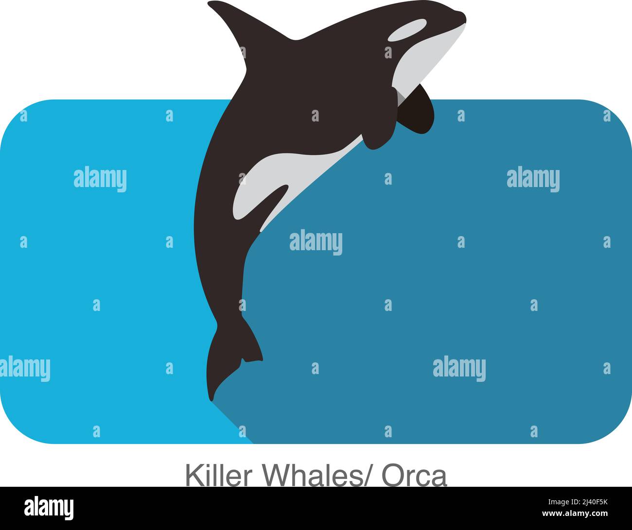 Illustrated Alphabet Letter Hand Painted 'C' Initial Artwork Orca Theme ...