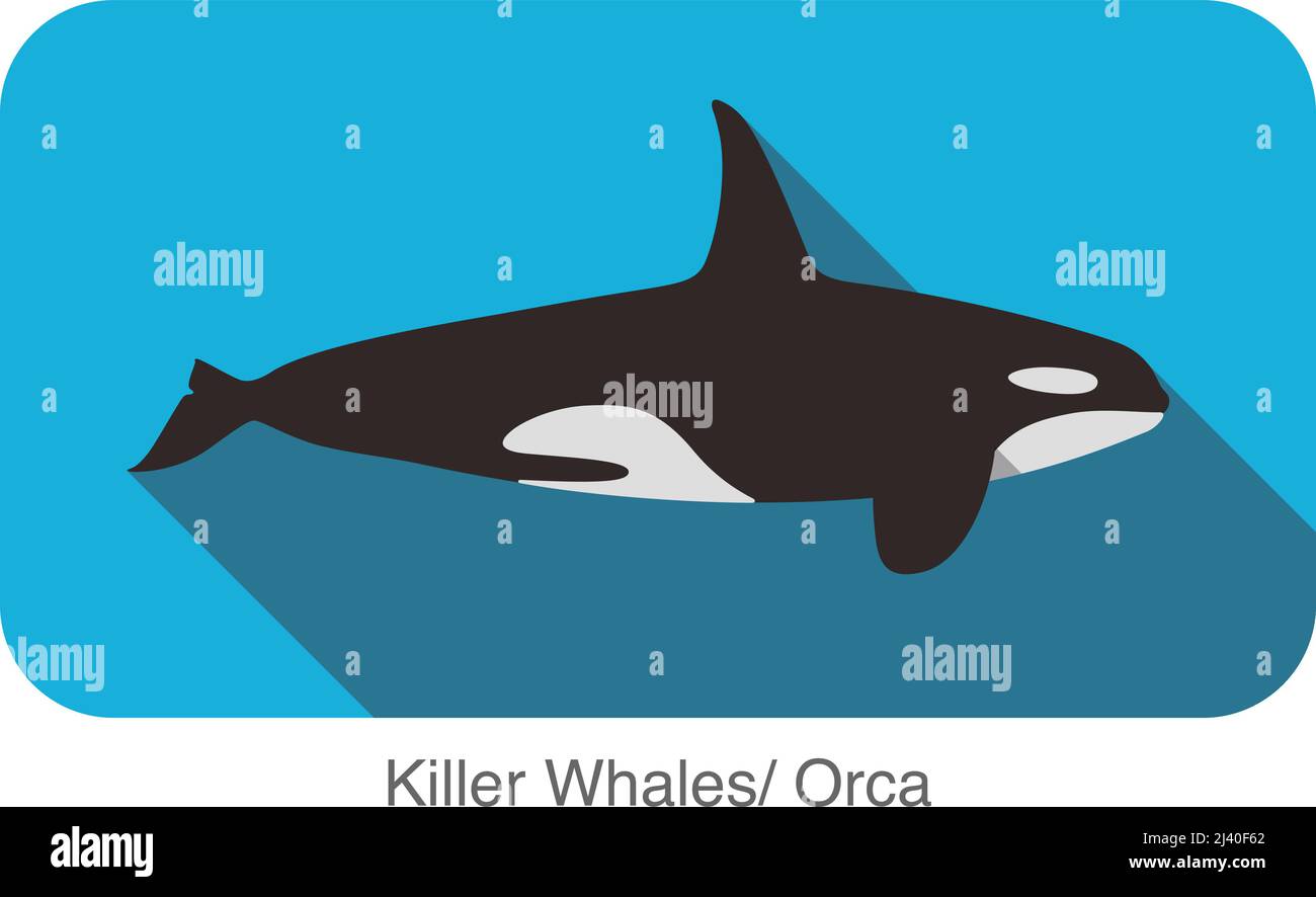 Killer whale close up Stock Vector Images - Alamy