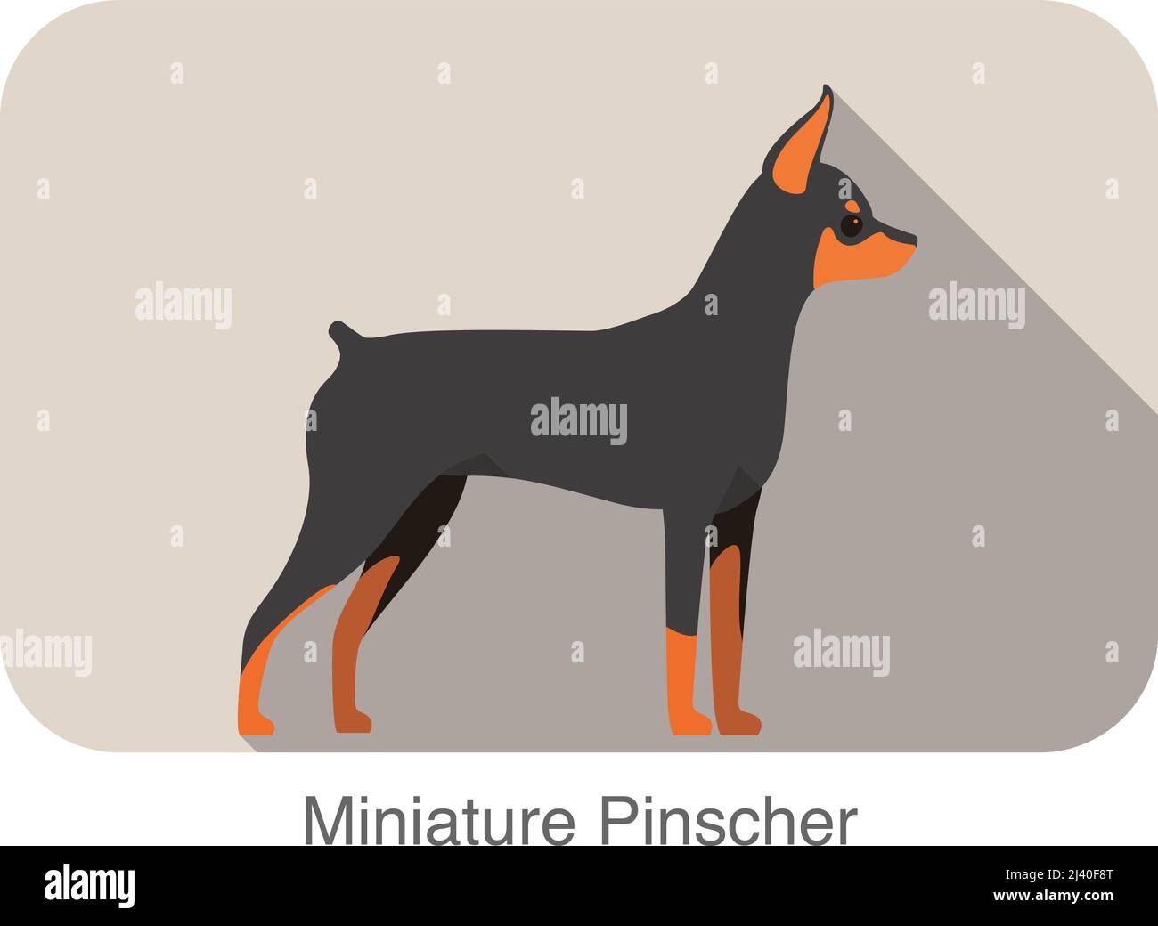 Miniature pinscher puppy Stock Vector Images - Alamy