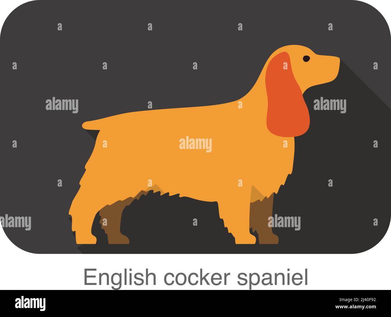 English Cocker Spaniel dog breed flat icon design, vector illustration ...