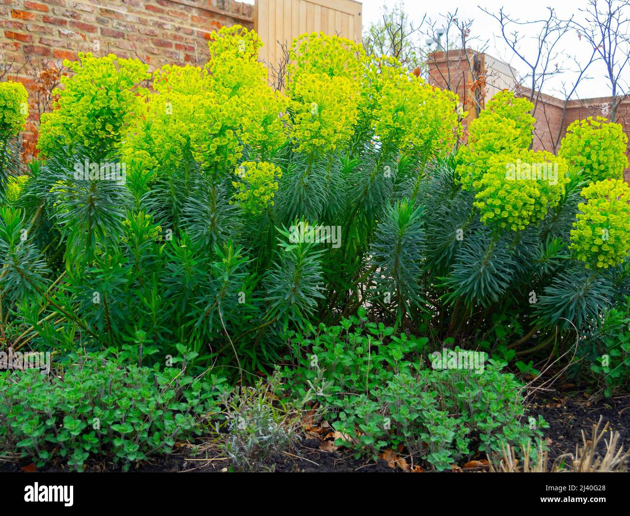 Euphorbia spurge in a formal garden in North Yorkshire in March 2022 ...