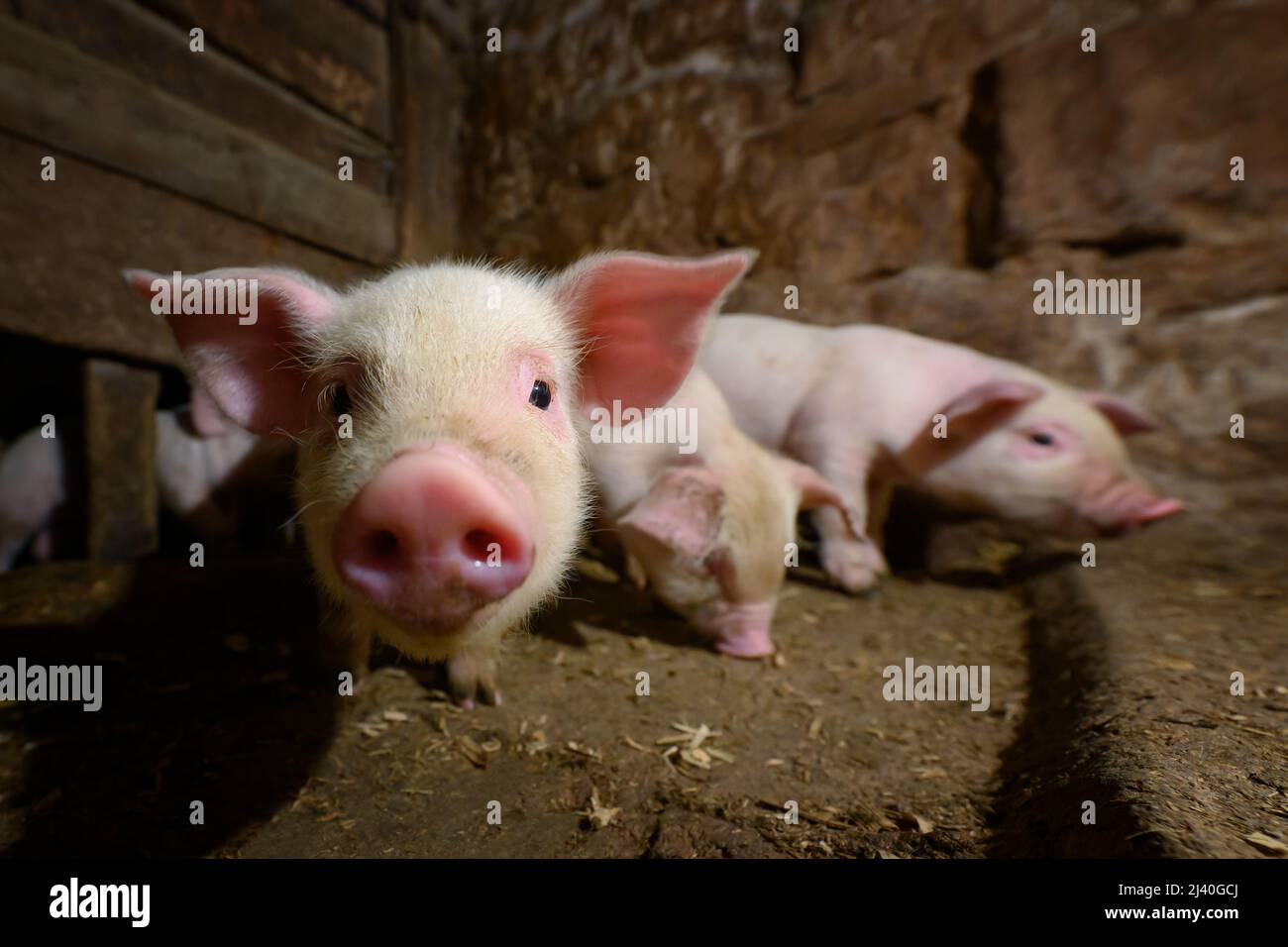 Livestock industry of funny dirt baby piglet in small swine farm Stock ...