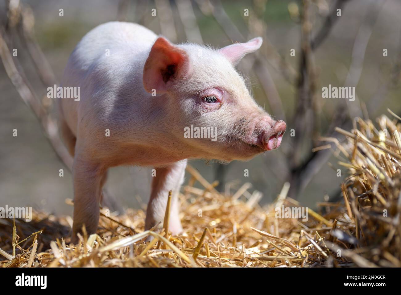Close baby piglet on hay and straw at pig breeding farm Stock Photo - Alamy