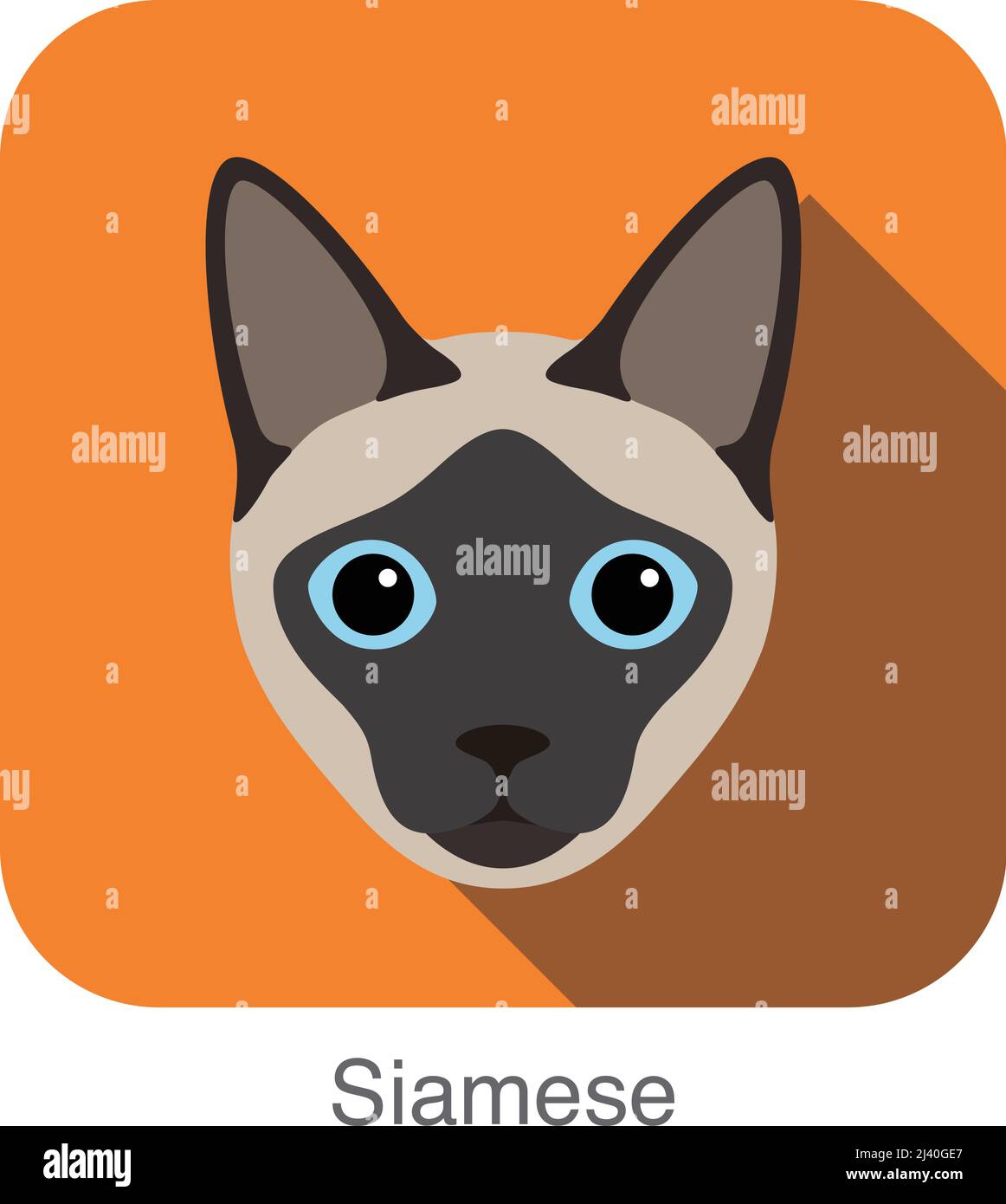 Siamese, Cat breed face cartoon flat icon design Stock Vector Image ...