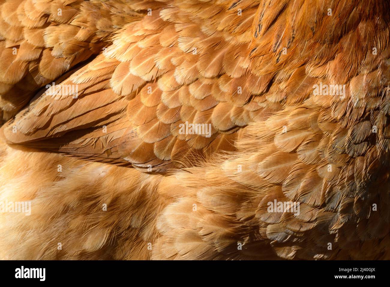 Rooster with colorful plumage hi-res stock photography and images - Alamy