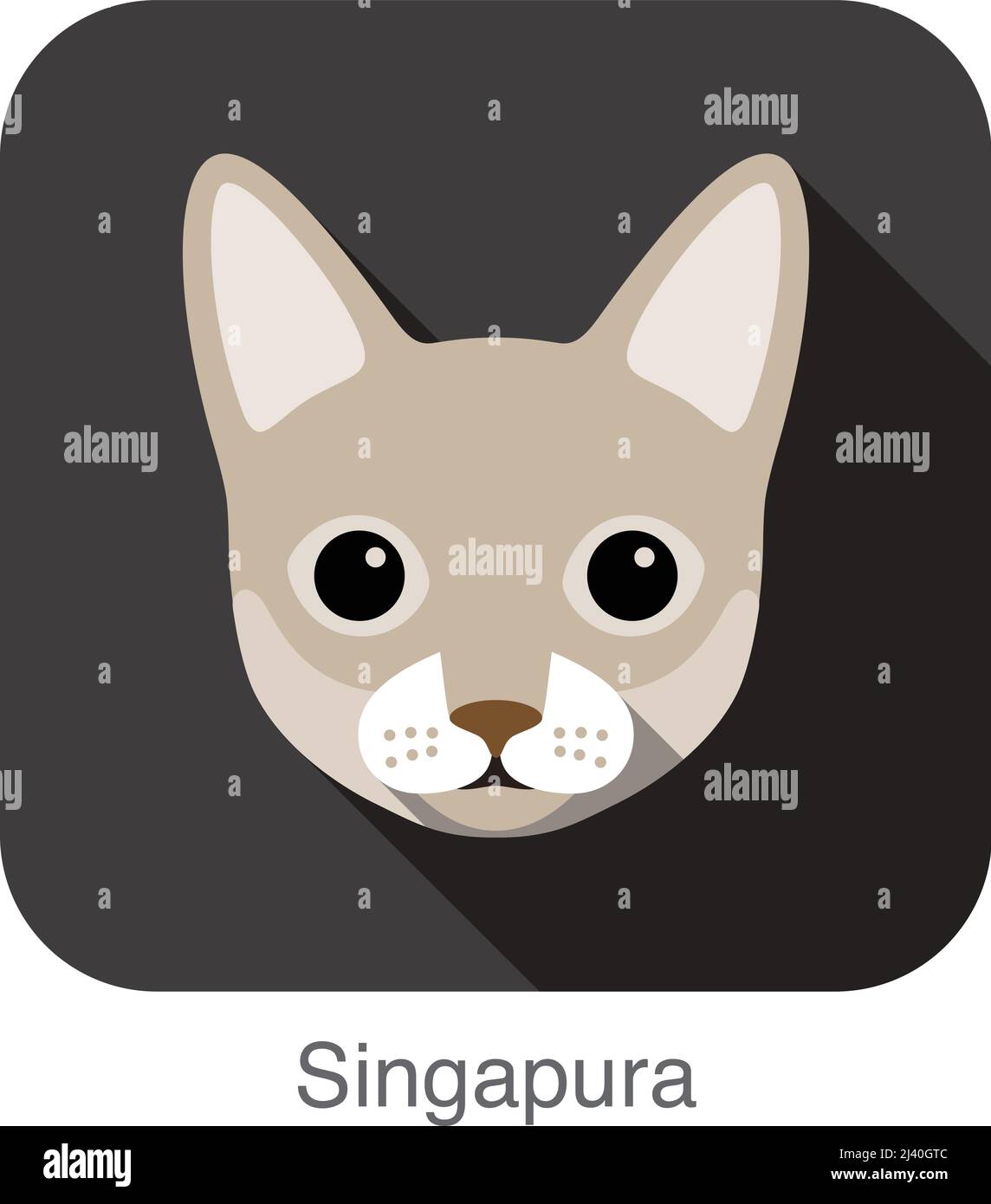 Singapura Cat, Cat breed face cartoon flat icon design Stock Vector ...