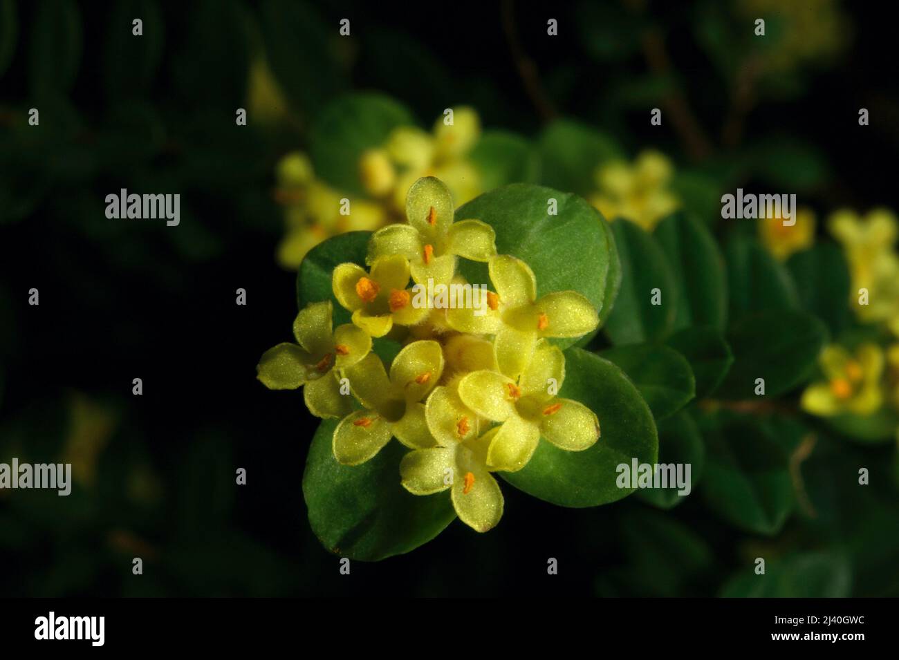 Pimelea flava hi-res stock photography and images - Alamy