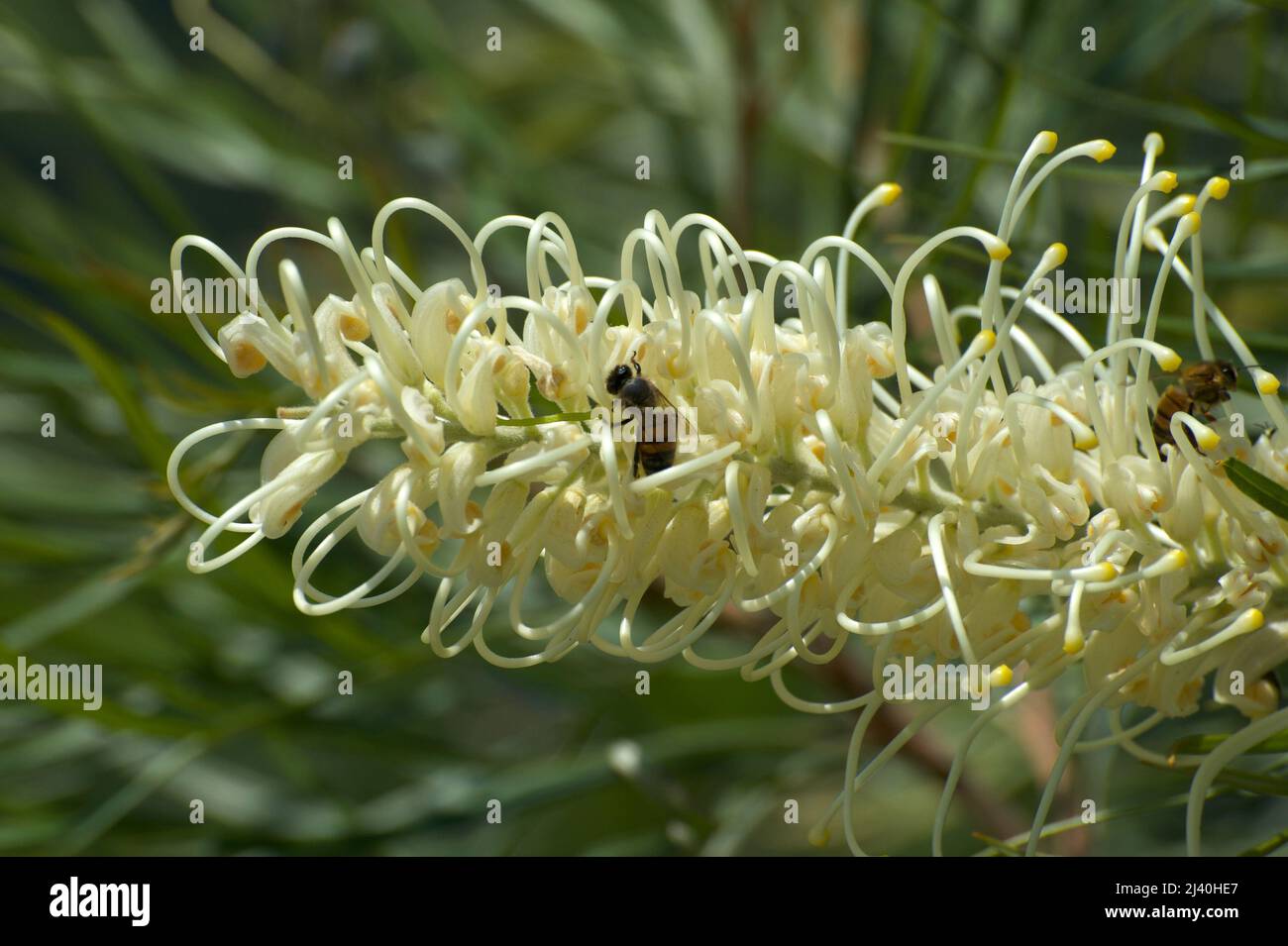 This white flowering Grevillea (Grevillea Banksii) was in full bloom at ...