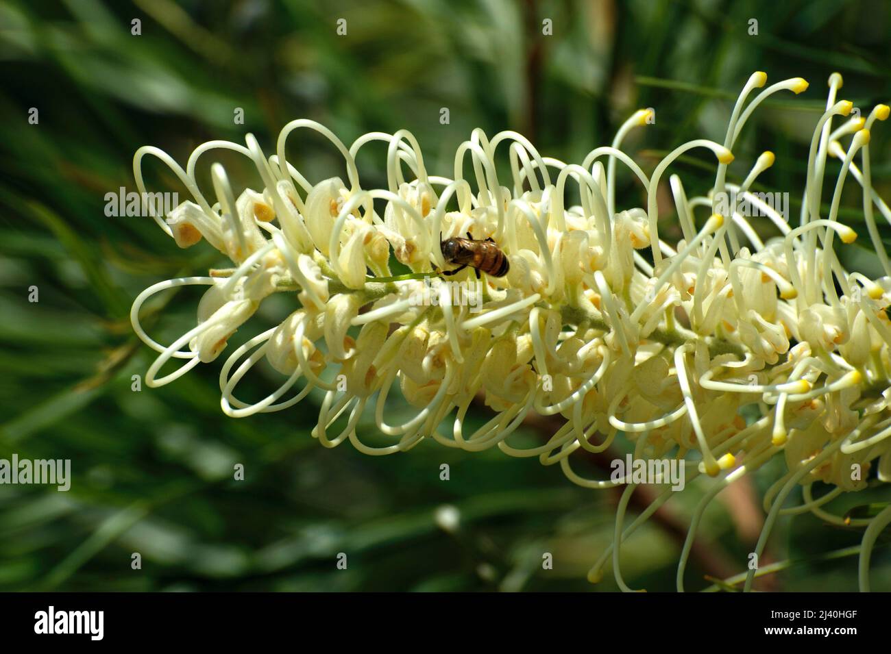 This white flowering Grevillea (Grevillea Banksii) was in full bloom at ...