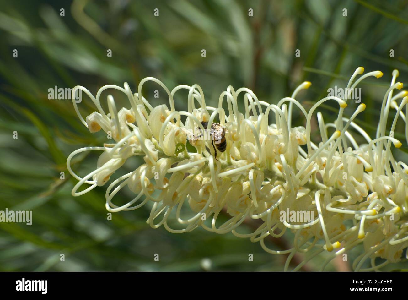 This white flowering Grevillea (Grevillea Banksii) was in full bloom at ...