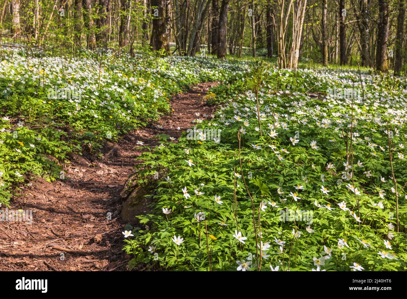 Flowering Wood anemones by forest path Stock Photo - Alamy