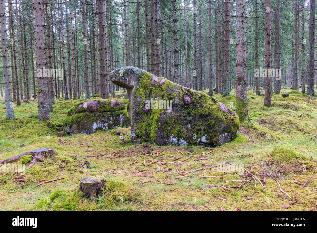 Stump formation hi-res stock photography and images - Alamy