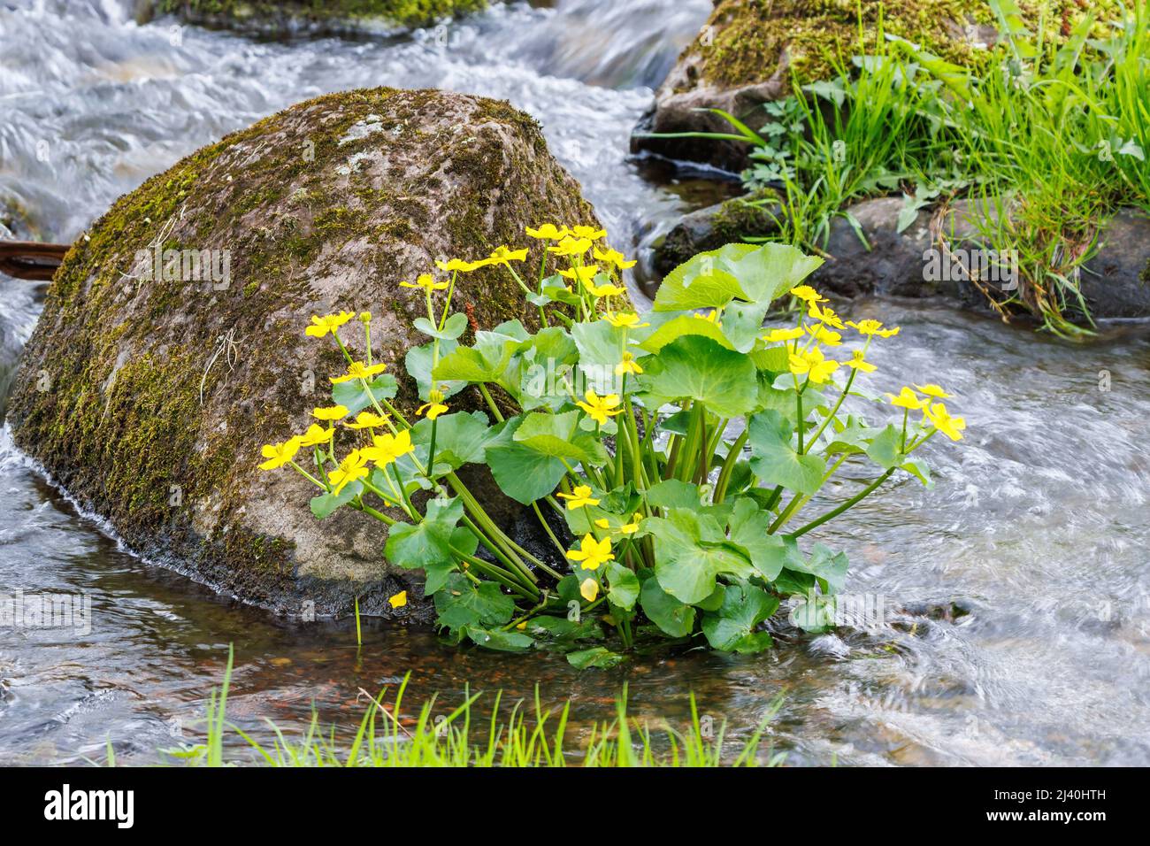 Blooming Marsh marigold flowers in the water Stock Photo - Alamy