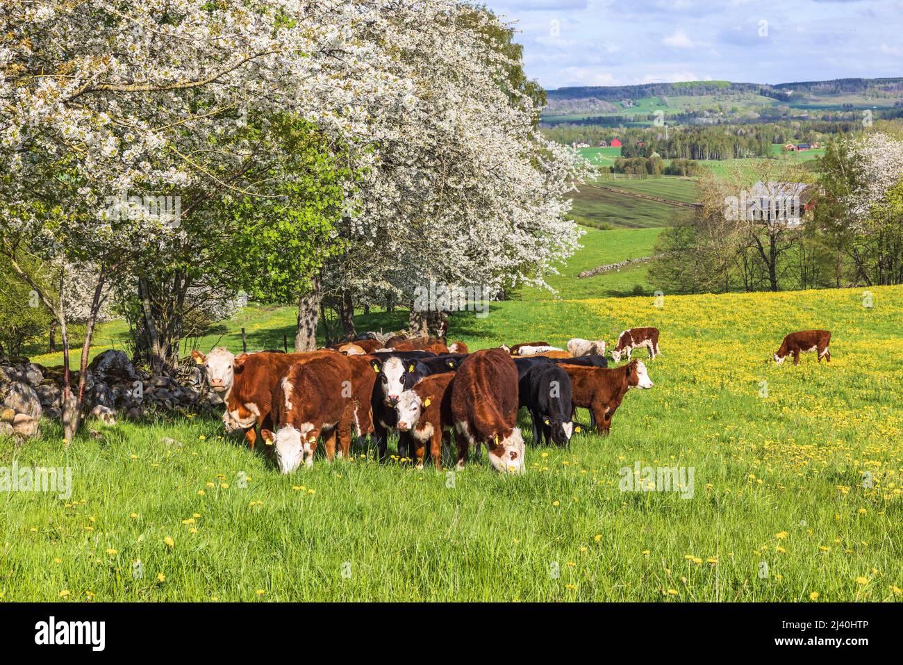 Grazing cows on a flowering meadow Stock Photo - Alamy
