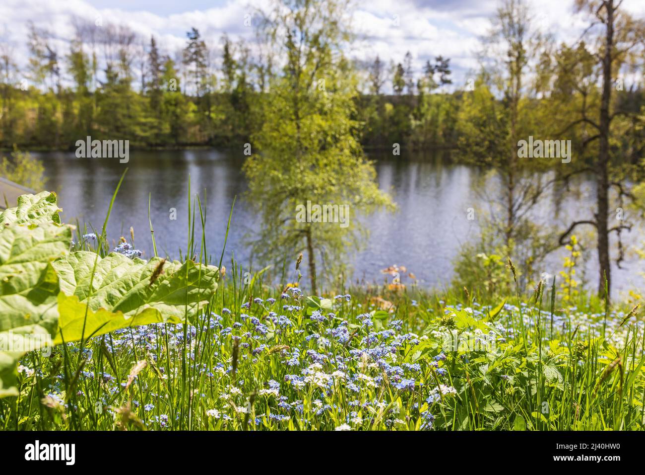 Forget me not flowers on a meadow by a lake Stock Photo - Alamy