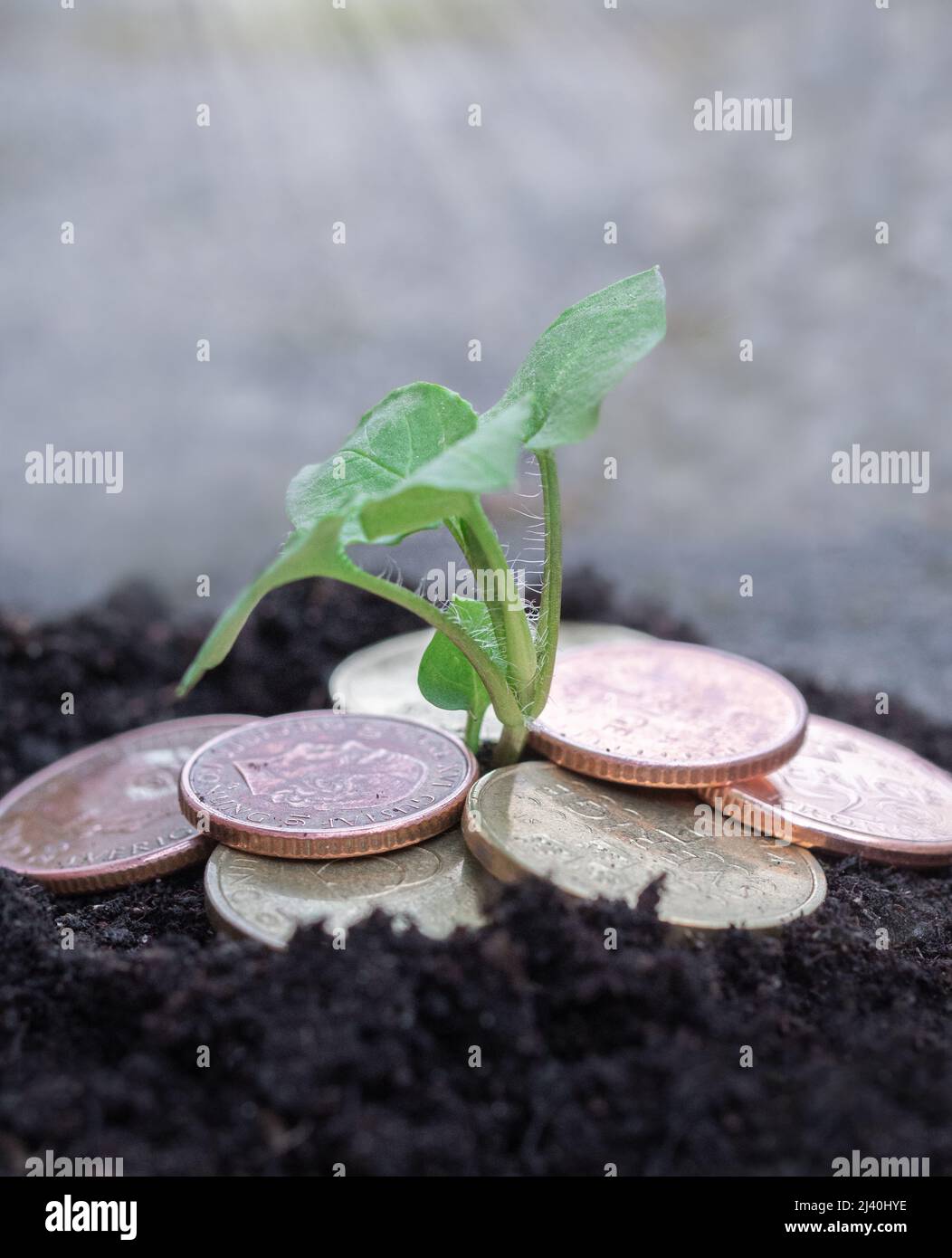 Plant growing from coins stack hi-res stock photography and images - Alamy