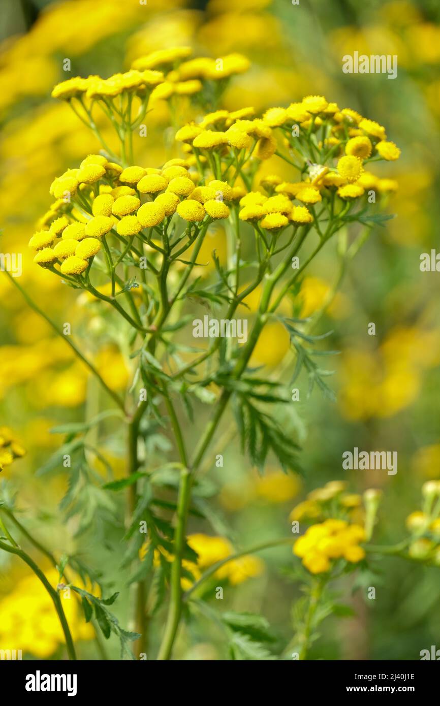 Tanacetum vulgare, tansy, clusters of pincushion-style, golden daisy ...